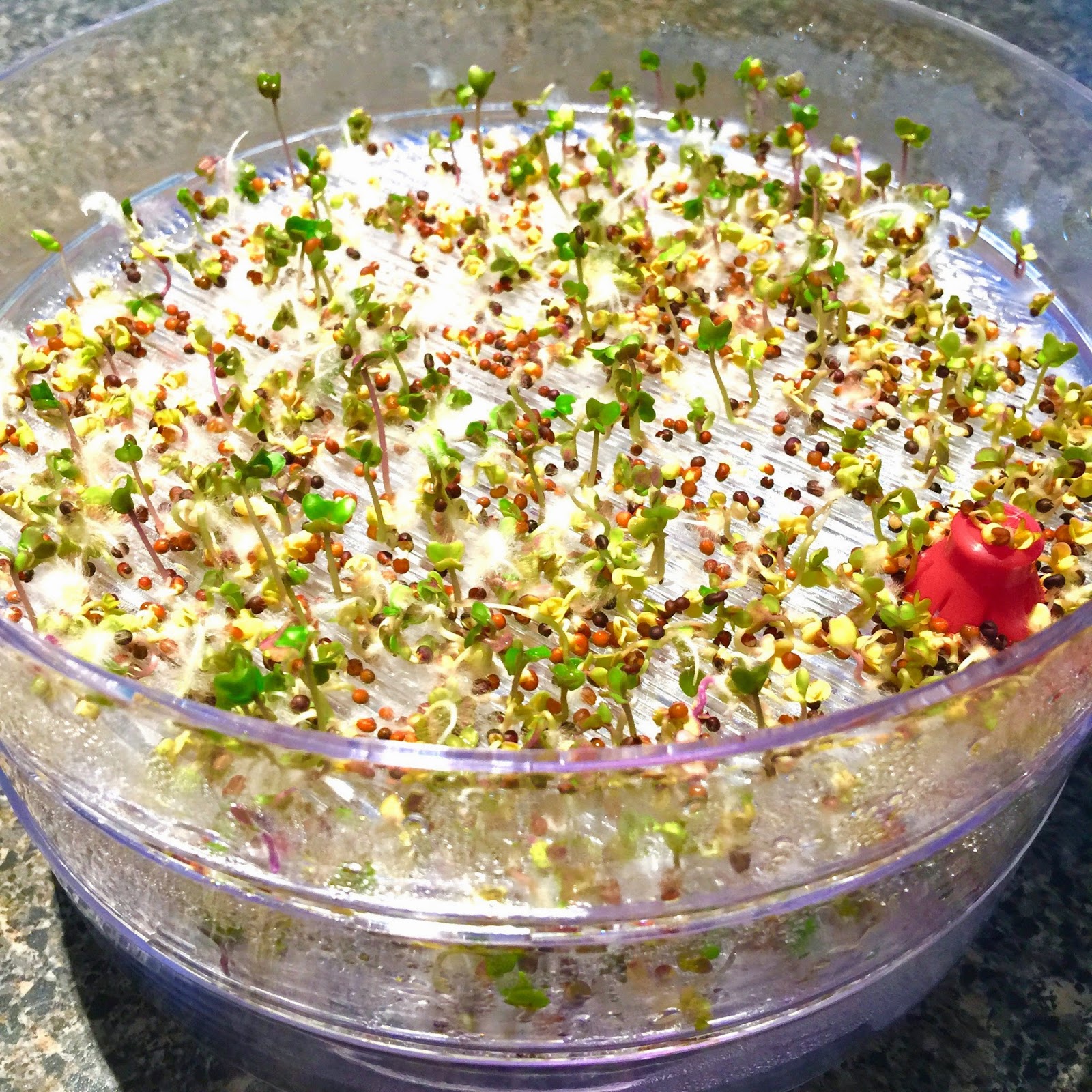 Nourish Me Whole Heartedly: DIY SPROUTING: MAXIMISING EVERY BITE (PART ...